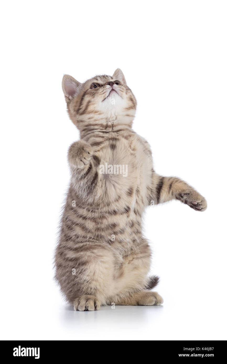 Tabby cat kitten standing on his legs isolated on white background ...