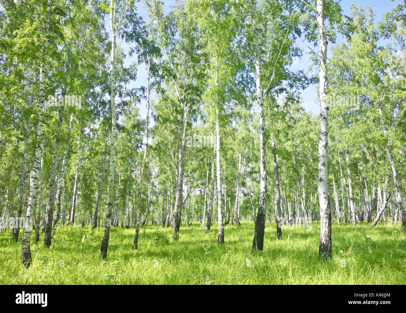 summer birch forest Stock Photo - Alamy