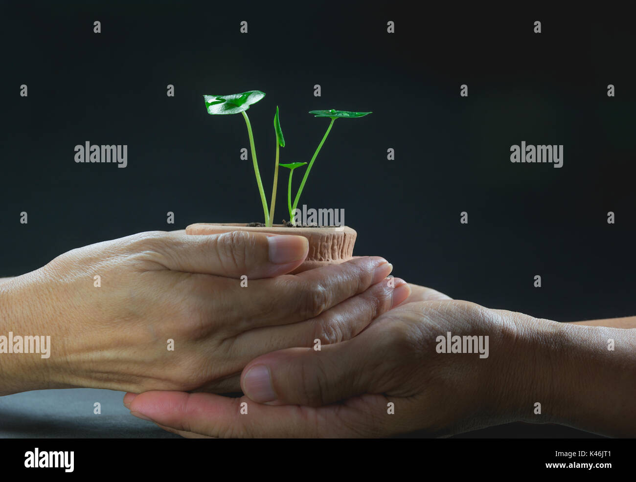 Human hands holding and giving green small plant life concept.Ecology ...