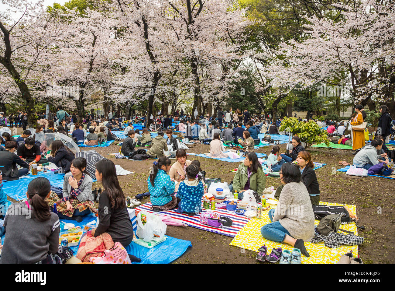 Cherry blossom trees and Japanese people having picnics in Ueno Onshi ...