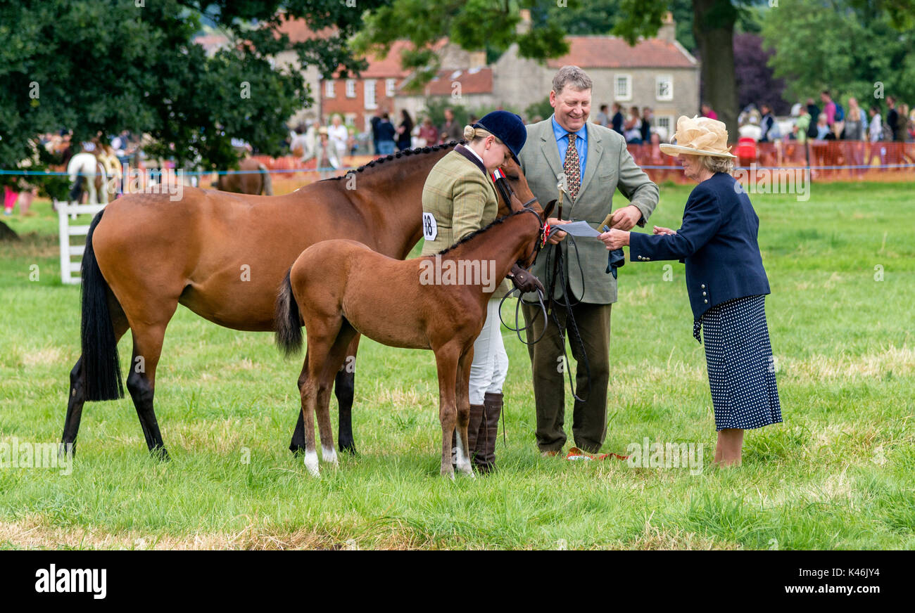 Horses being shown at Ryedale show Stock Photo - Alamy