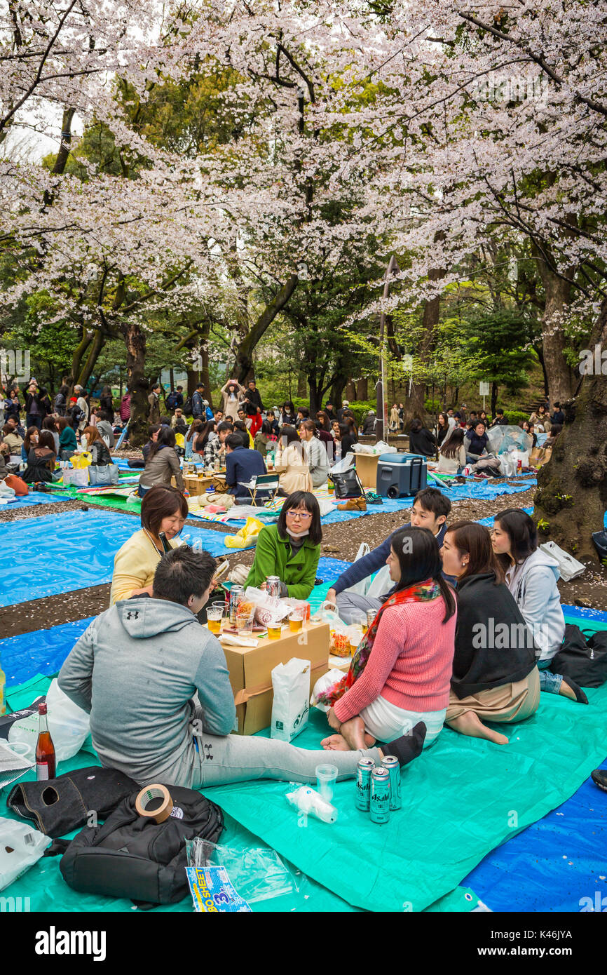 Cherry blossom trees and Japanese people having picnics in Ueno Onshi ...