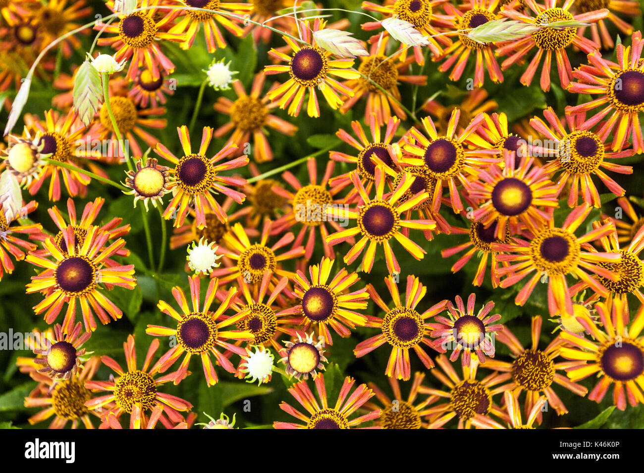 Helenium 'Loysder Wieck', Sneezeweed Helens Flower "Loysder Wieck ...