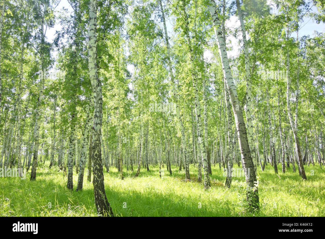 summer birch forest Stock Photo - Alamy