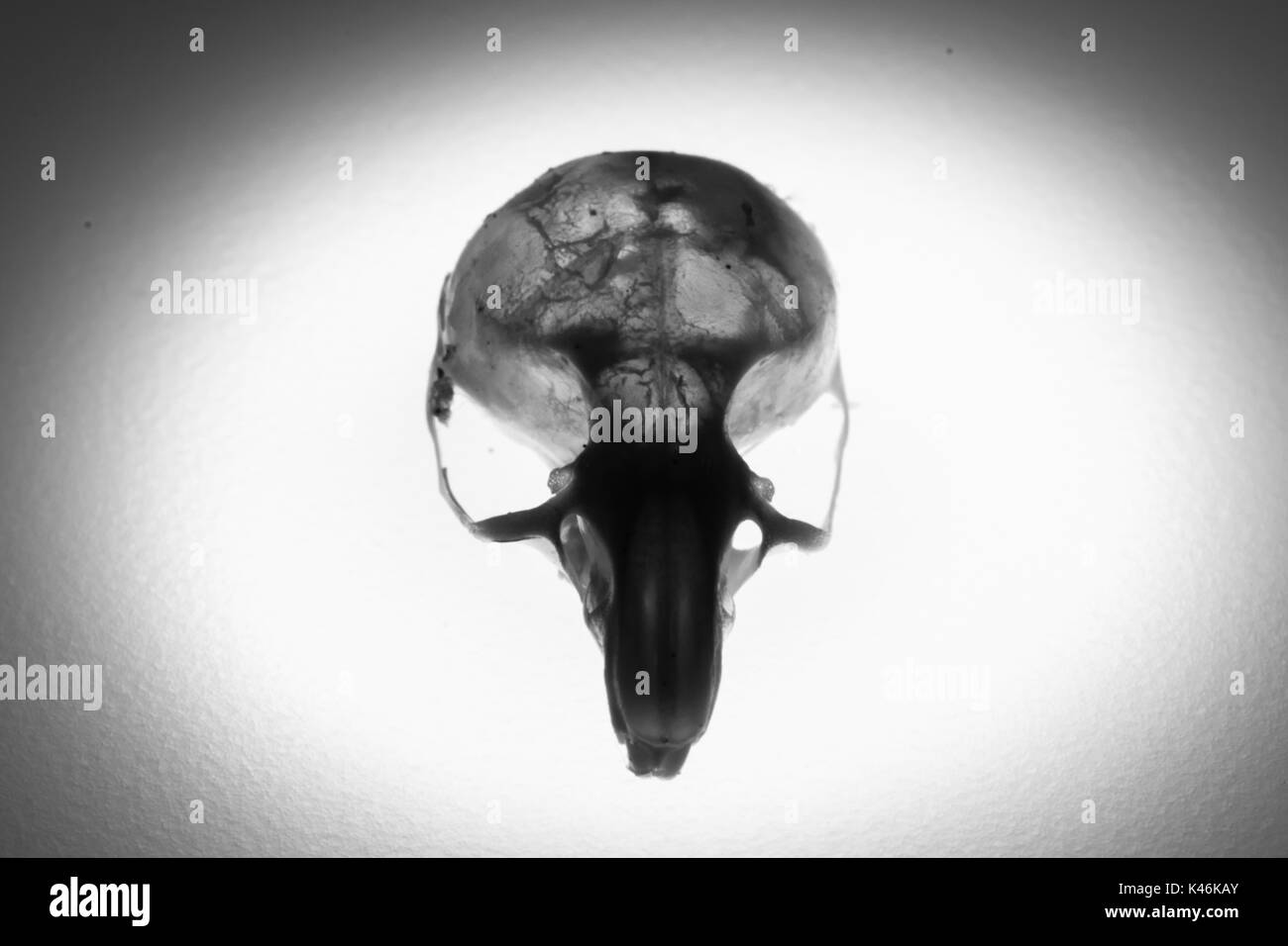 Cat mouse Black and White Stock Photos & Images - Alamy