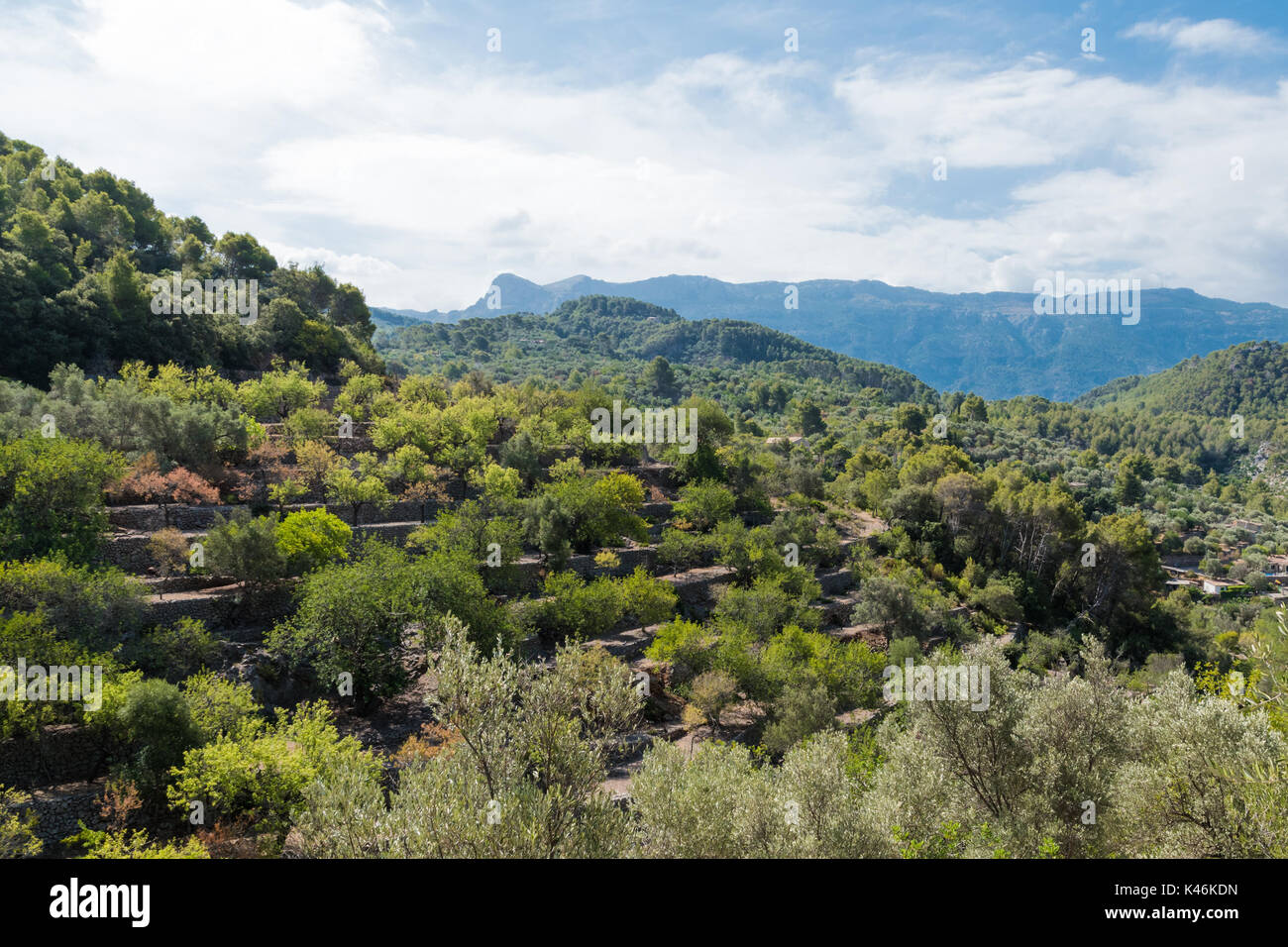 Olive tree terraces medicean oil trees mallorca Stock Photo - Alamy