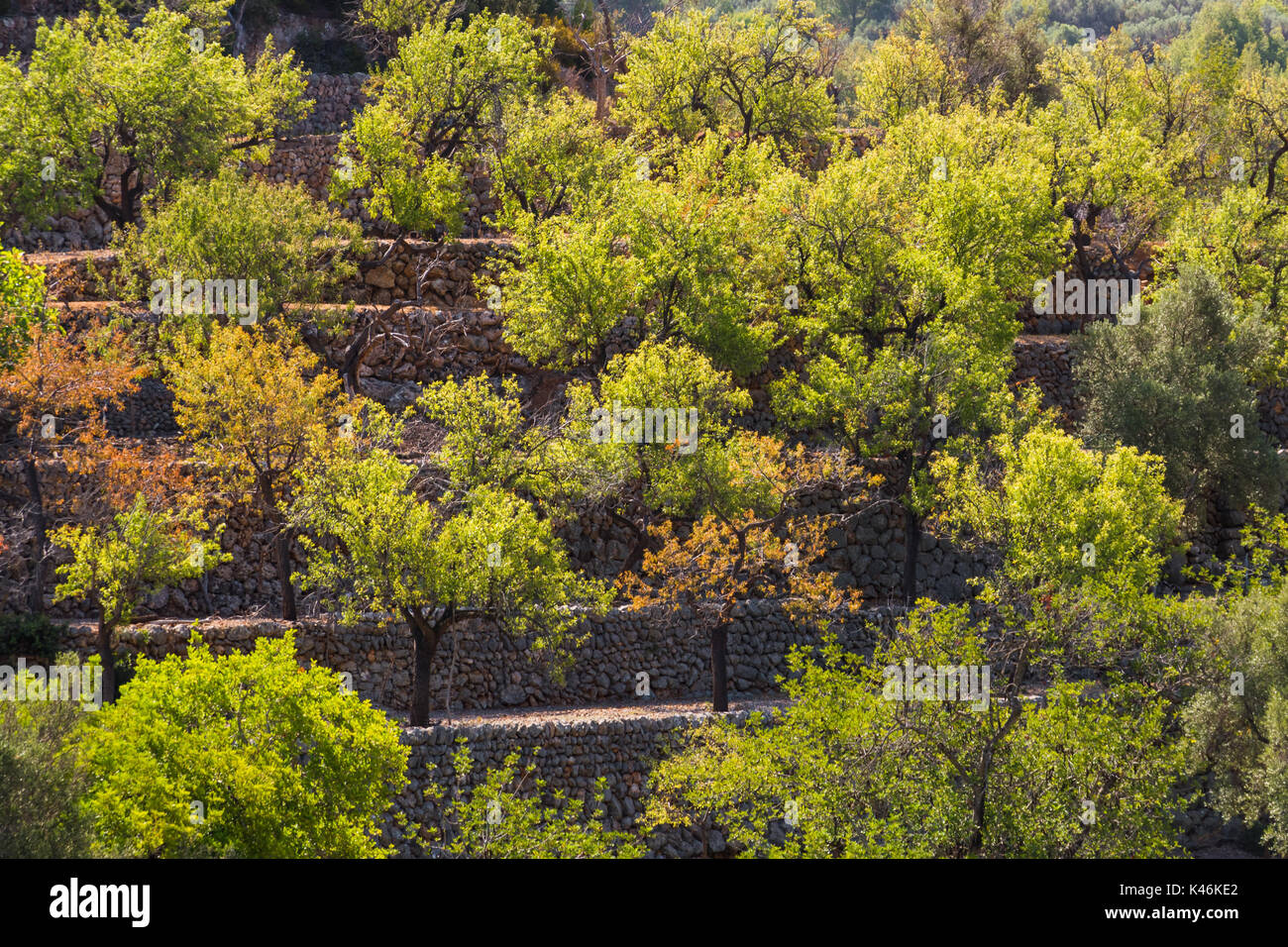 Terraces olive trees hi-res stock photography and images - Alamy