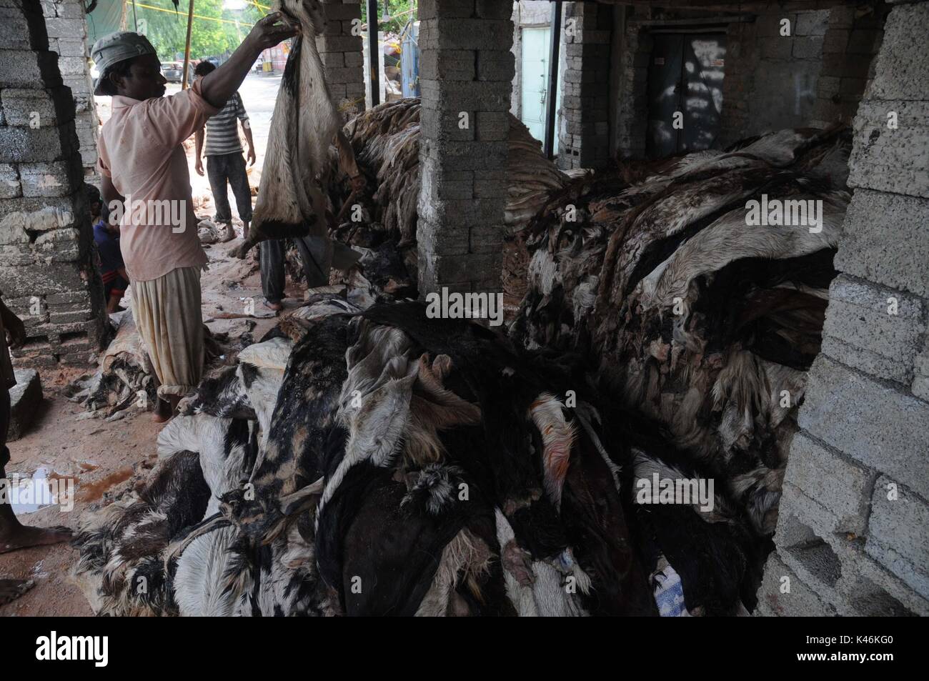 Rawalpindi, Pakistan. 04th Sep, 2017. Pakistani laborers collect animal ...