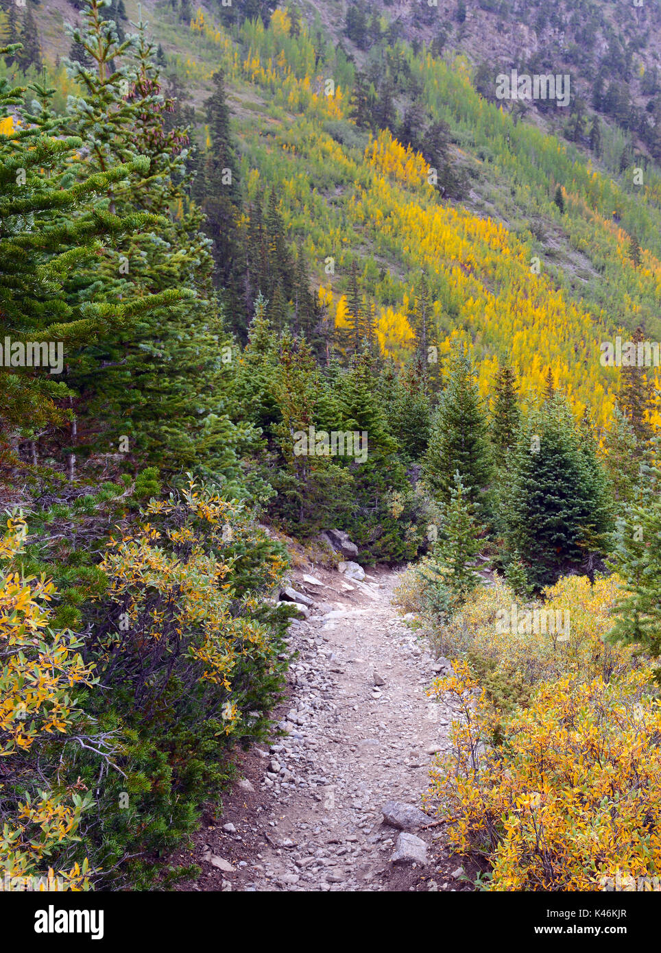 Fall colors, Aspen trees with Autumn foliage in Rocky Mountain forest ...