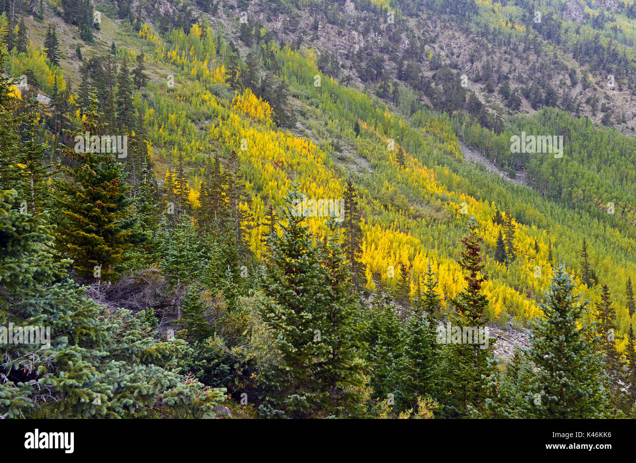 Fall colors, Aspen trees with Autumn foliage in Rocky Mountain forest ...