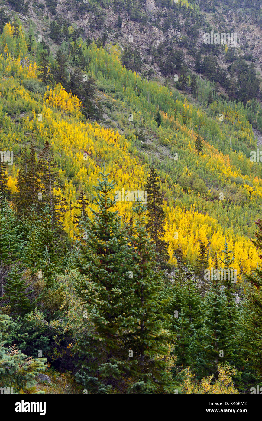 Fall colors, Aspen trees with Autumn foliage in Rocky Mountain forest ...