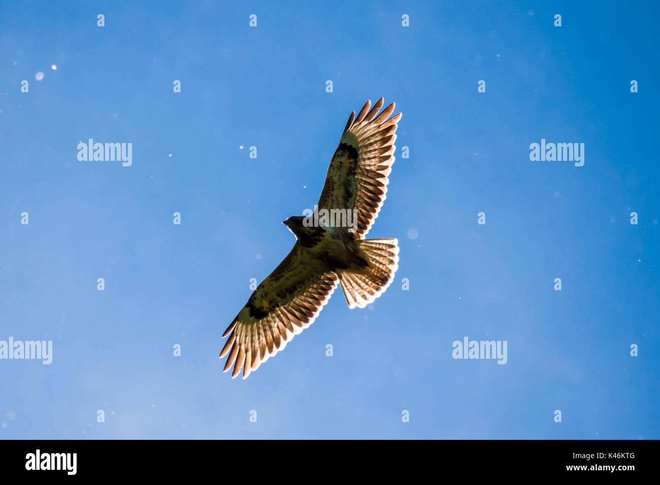 Eagle buzzard falcon flying sun shining through Stock Photo - Alamy