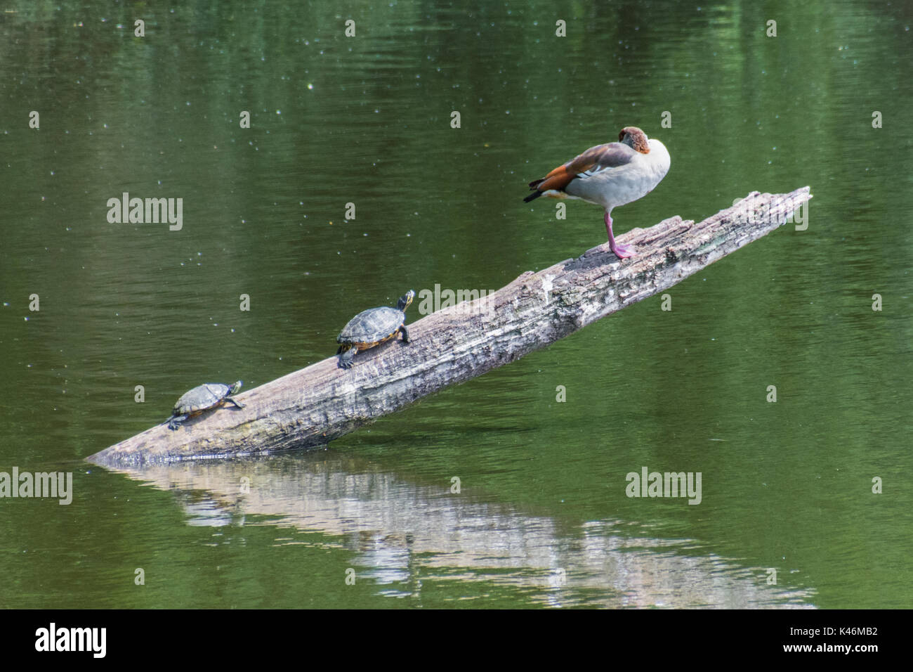 Snapping goose hi-res stock photography and images - Alamy