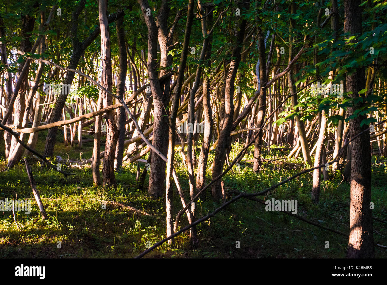 Sun shining into forest near beach sunset Stock Photo - Alamy