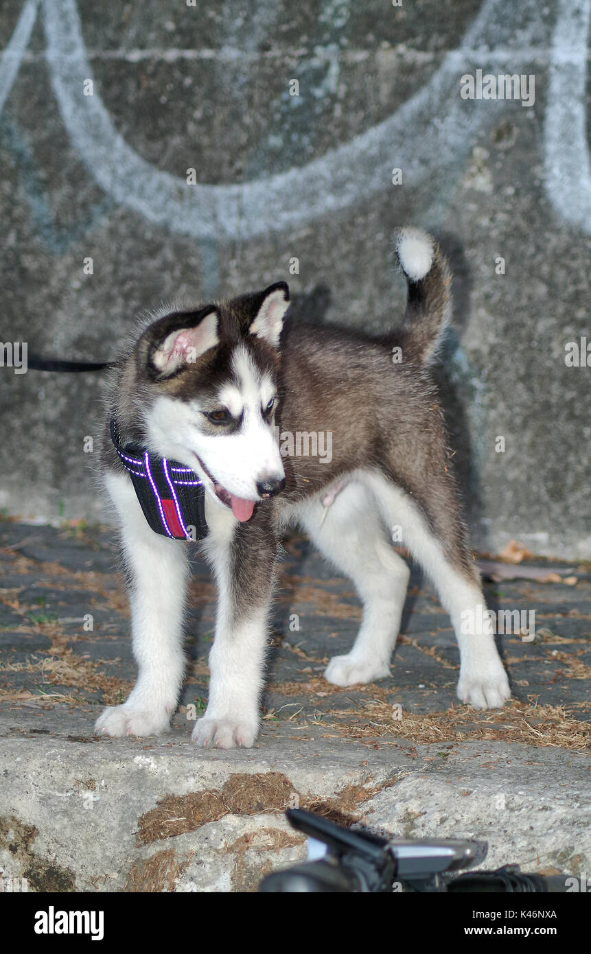cute young siberian husky Stock Photo - Alamy