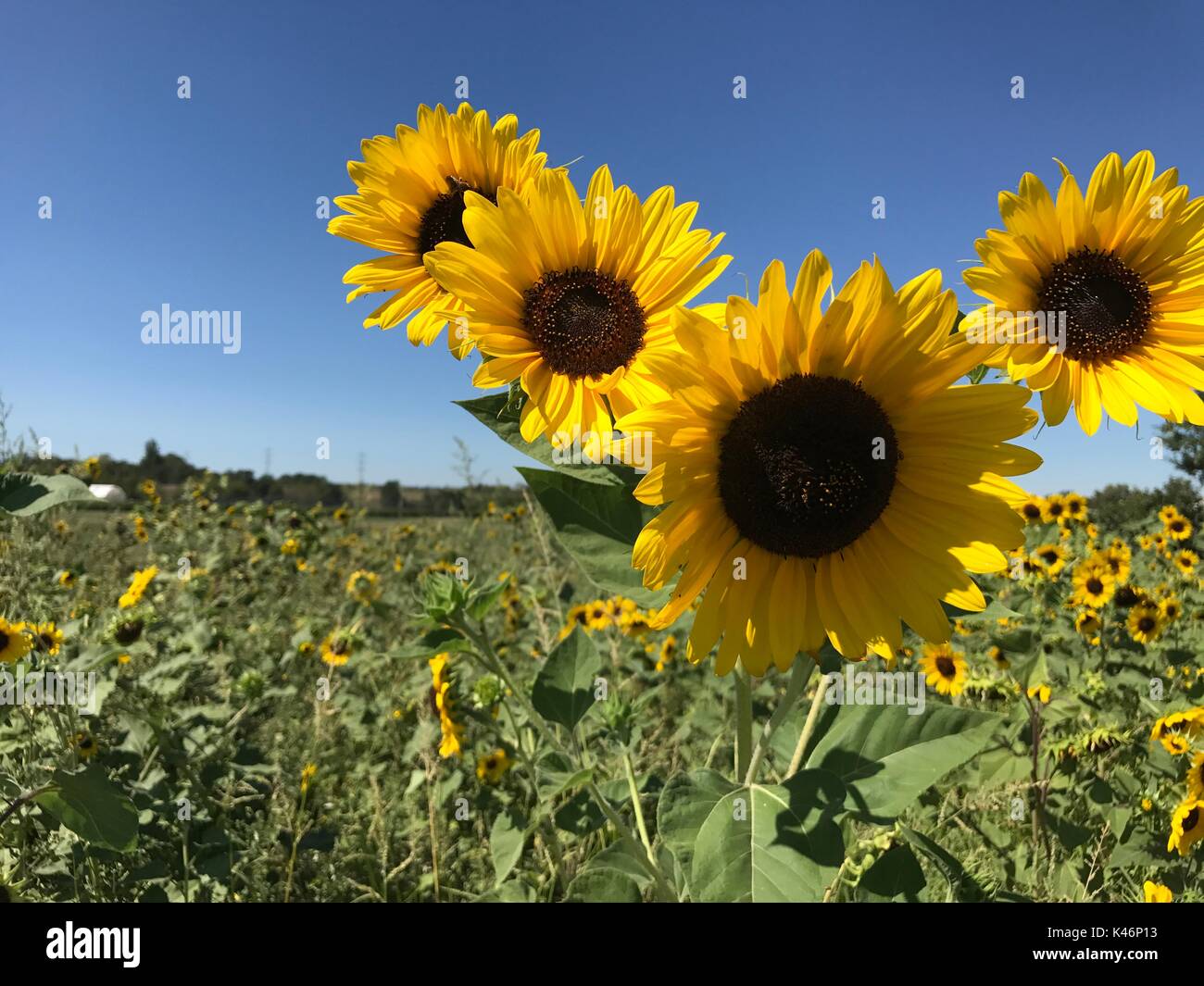 Organic sunflower seeds hi-res stock photography and images - Alamy