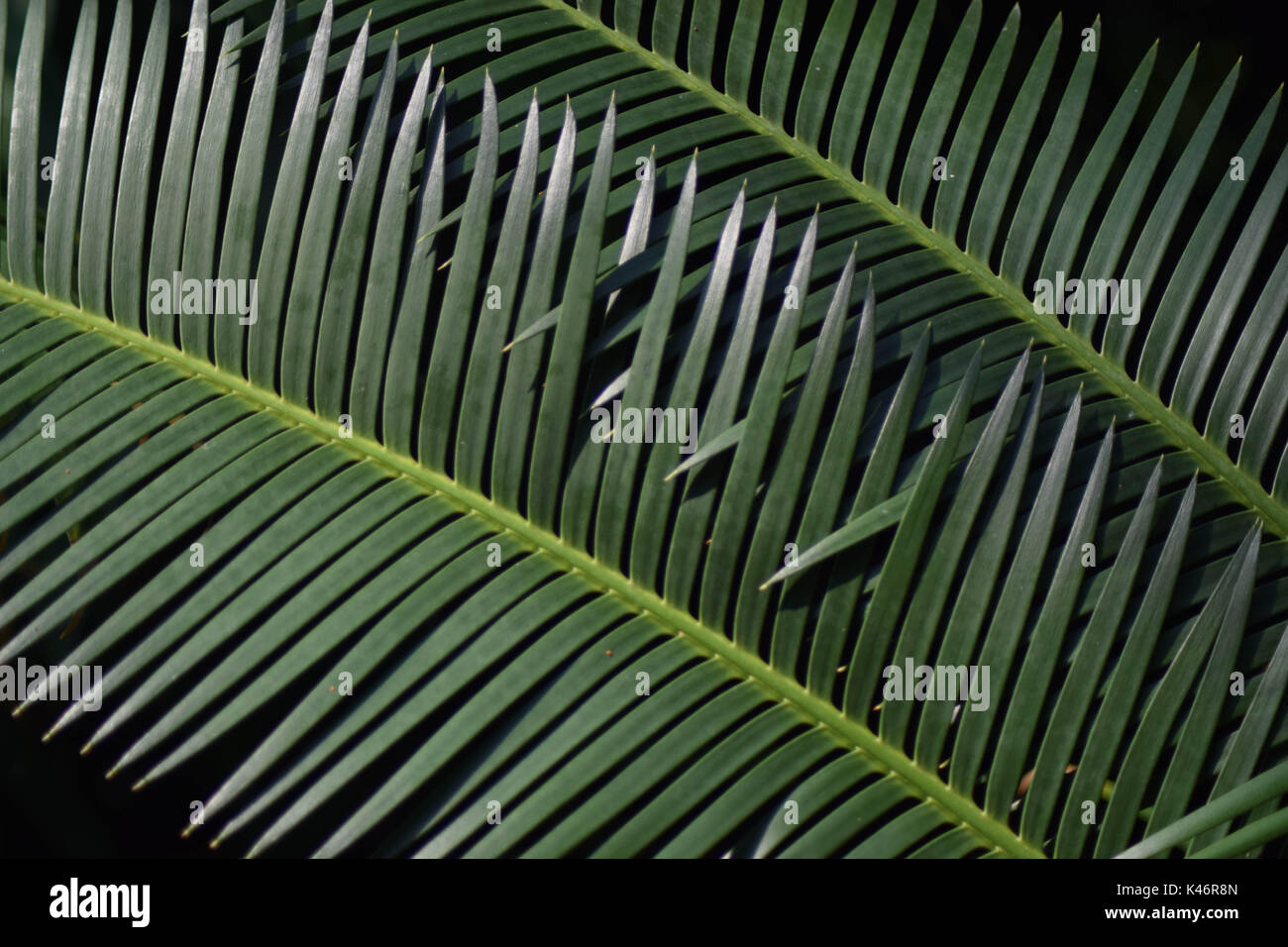 Pointy leaf hi-res stock photography and images - Alamy