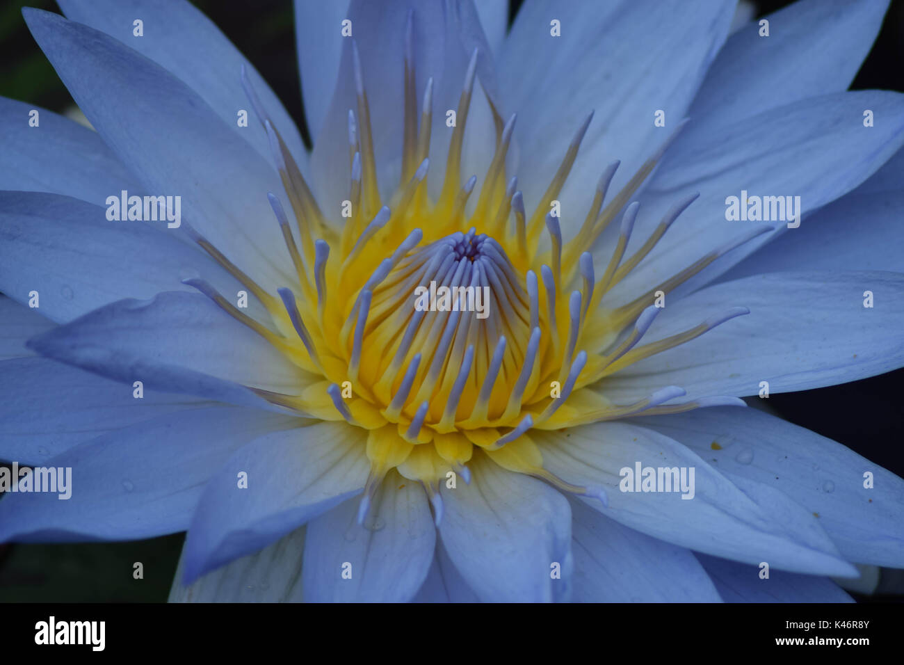 Big petals hi-res stock photography and images - Alamy