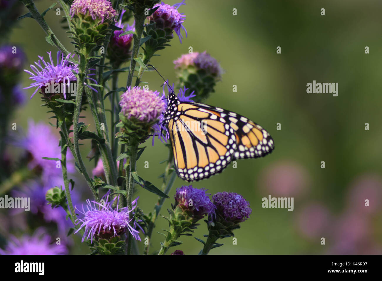 Monach butterfly on purple flower hi-res stock photography and images ...