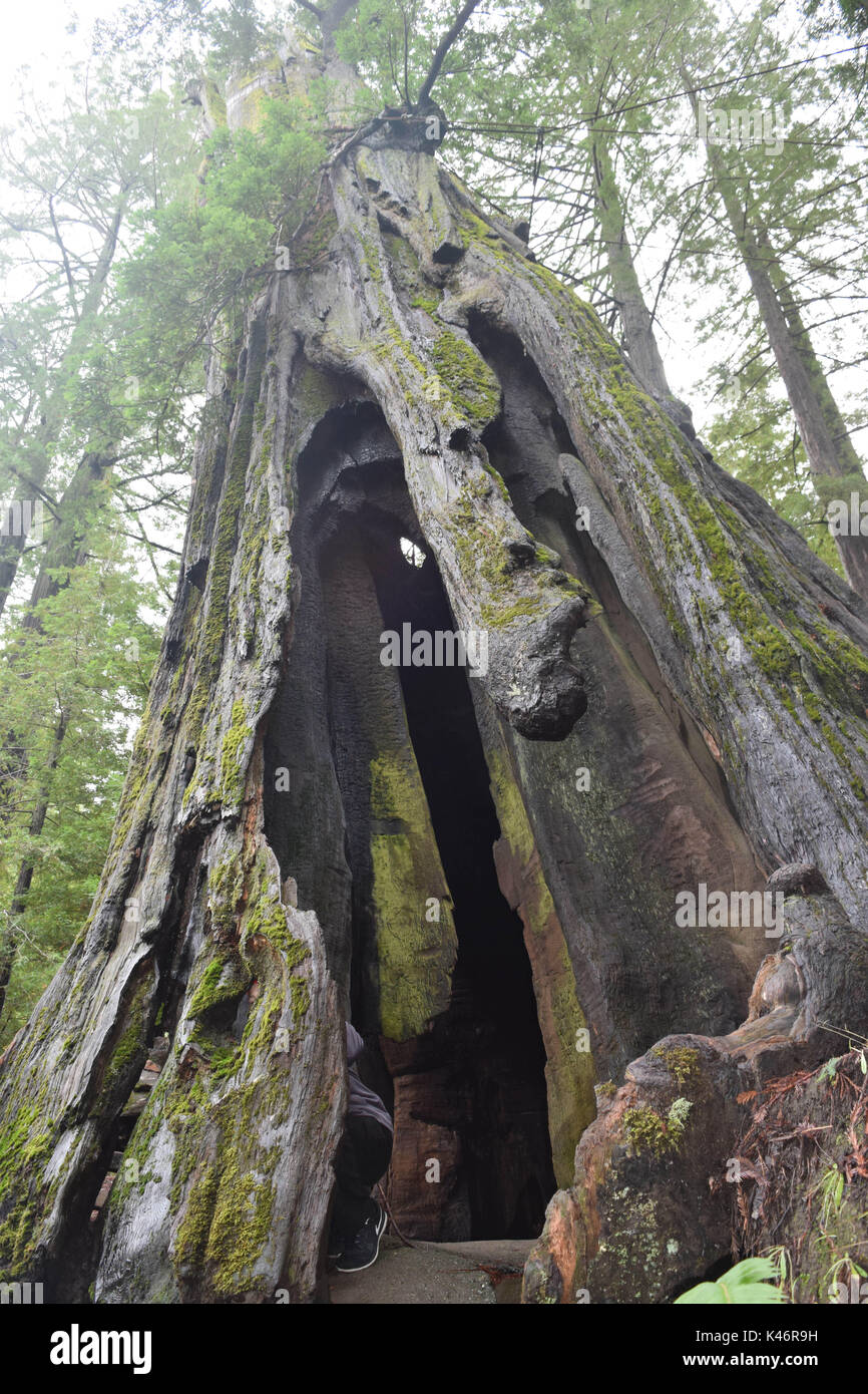 Sequoias forest hi-res stock photography and images - Alamy