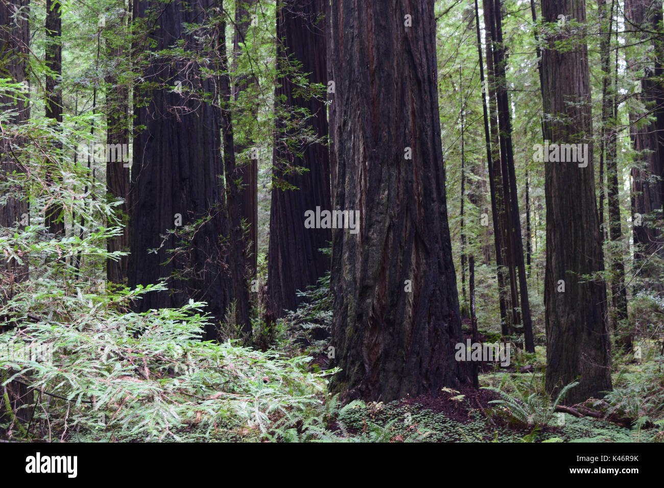 Sequoias forest hi-res stock photography and images - Alamy
