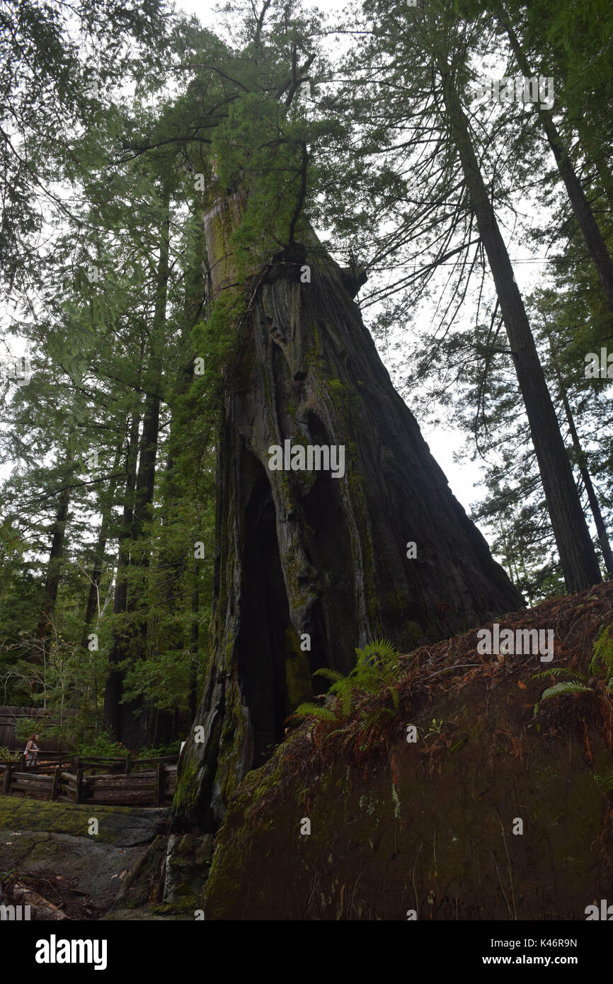 Sequoias forest hi-res stock photography and images - Alamy