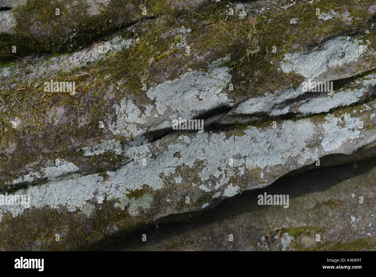Mold pattern hi-res stock photography and images - Alamy