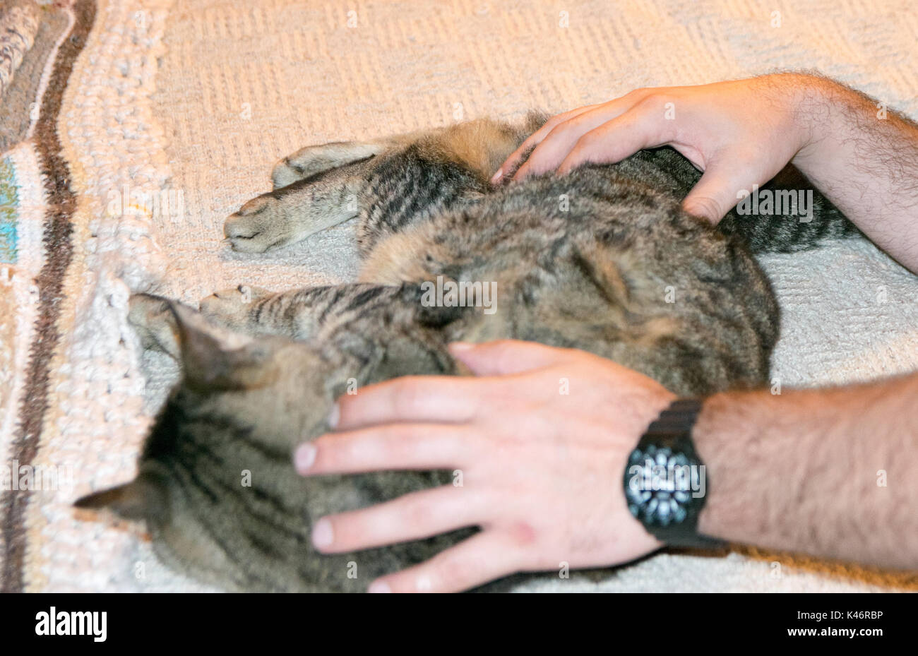 Cute pat hi-res stock photography and images - Alamy