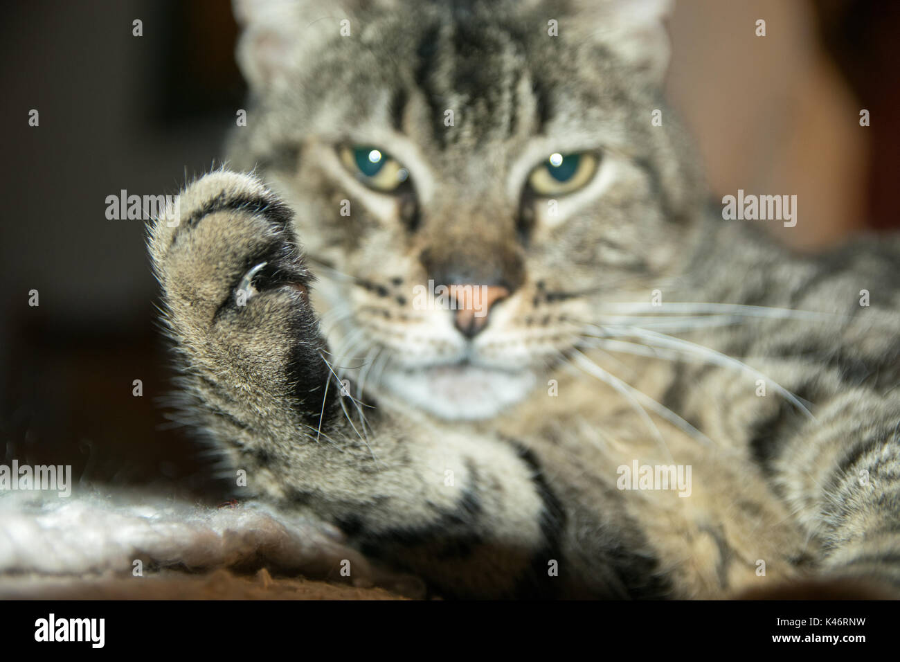 Cat showing claws Stock Photo - Alamy