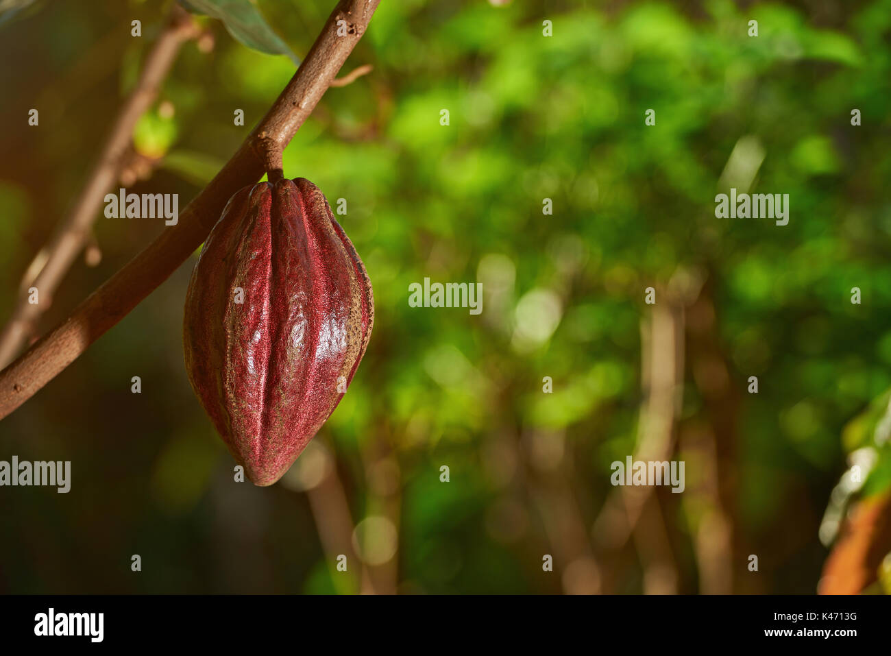 Cocoa plantation africa hi-res stock photography and images - Alamy
