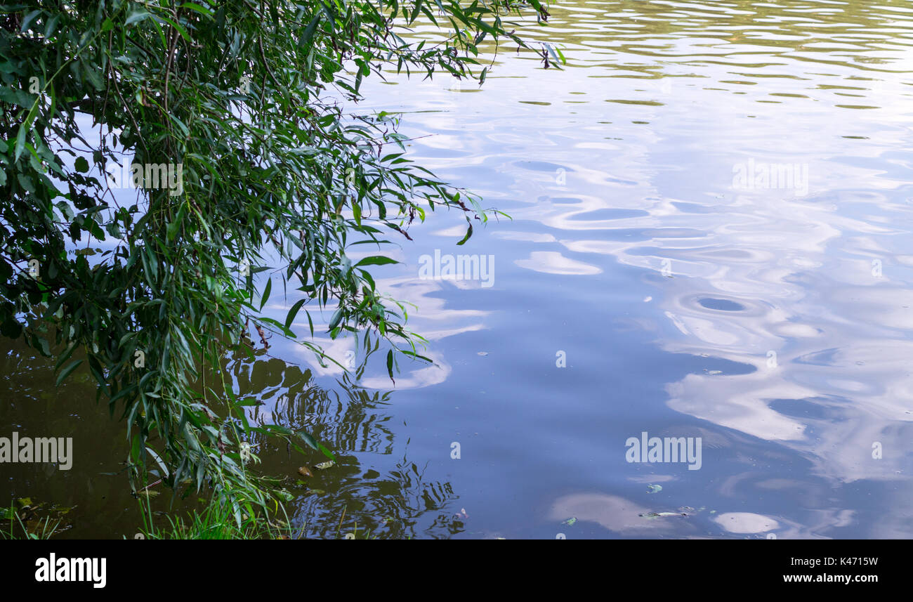 pond in the forest at summer. background, nature Stock Photo - Alamy