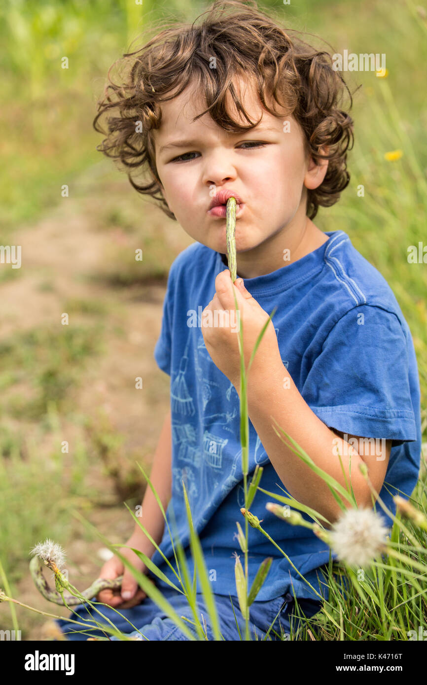 Four year old boy eating a freshly picked Rattlesnake heirloom beans in ...