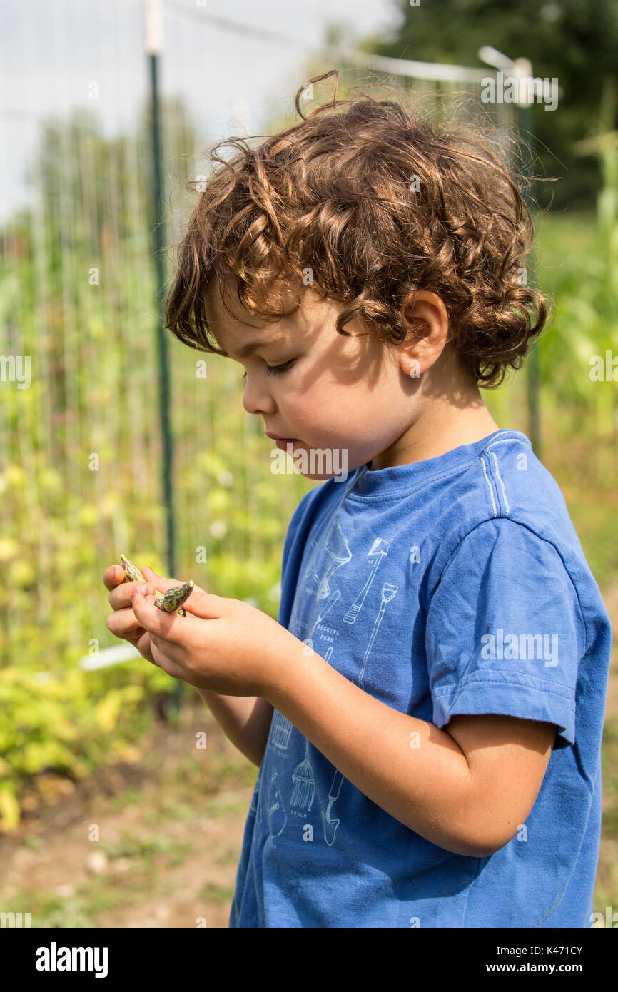 Four year old boy picking and examining Rattlesnake heirloom beans in a ...