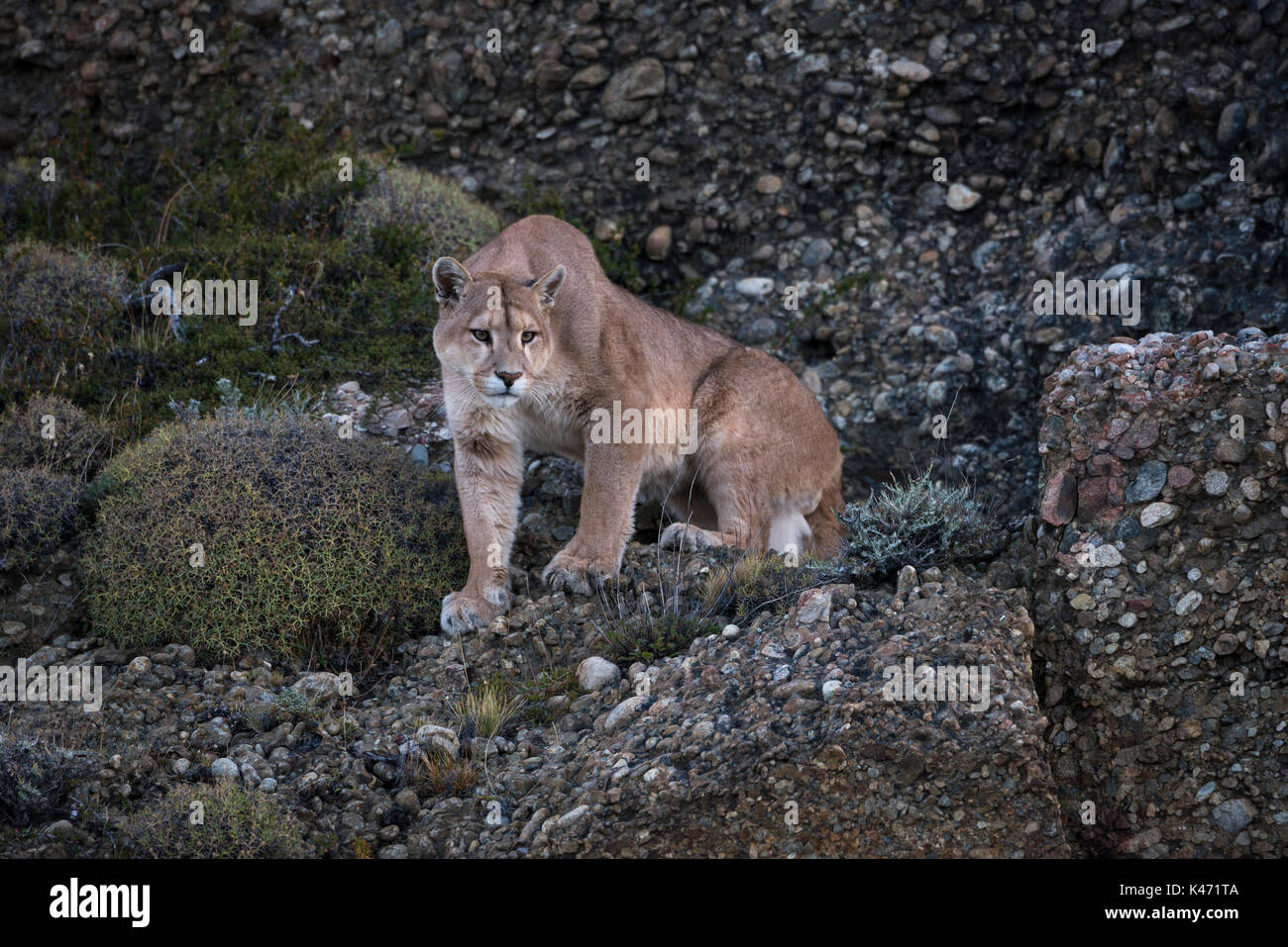 Wild Puma (Puma concolor) from Torres del Paine, Chile Stock Photo - Alamy