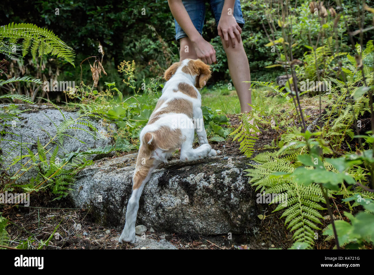Child calling dog hi-res stock photography and images - Alamy