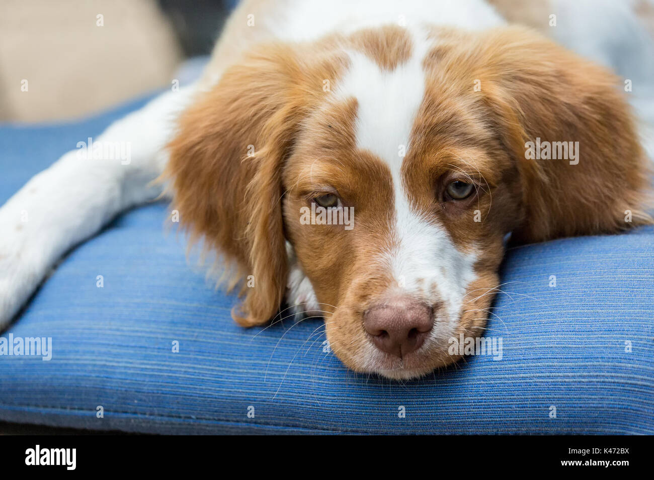Unhappy puppies hi-res stock photography and images - Alamy