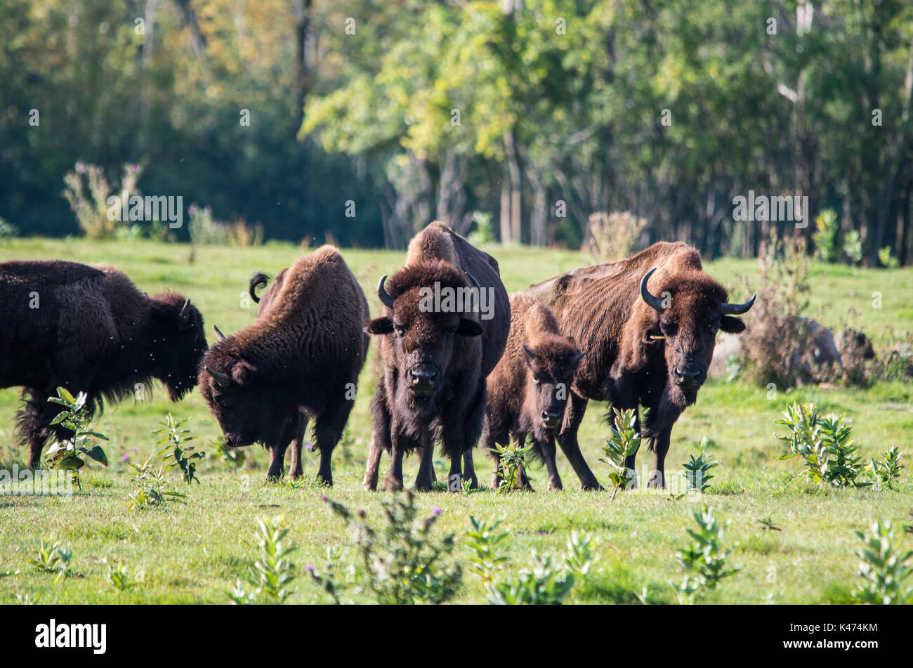 Buffalo field hi-res stock photography and images - Alamy