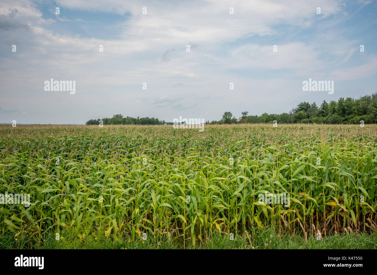Large cultivated corn field in hi-res stock photography and images - Alamy