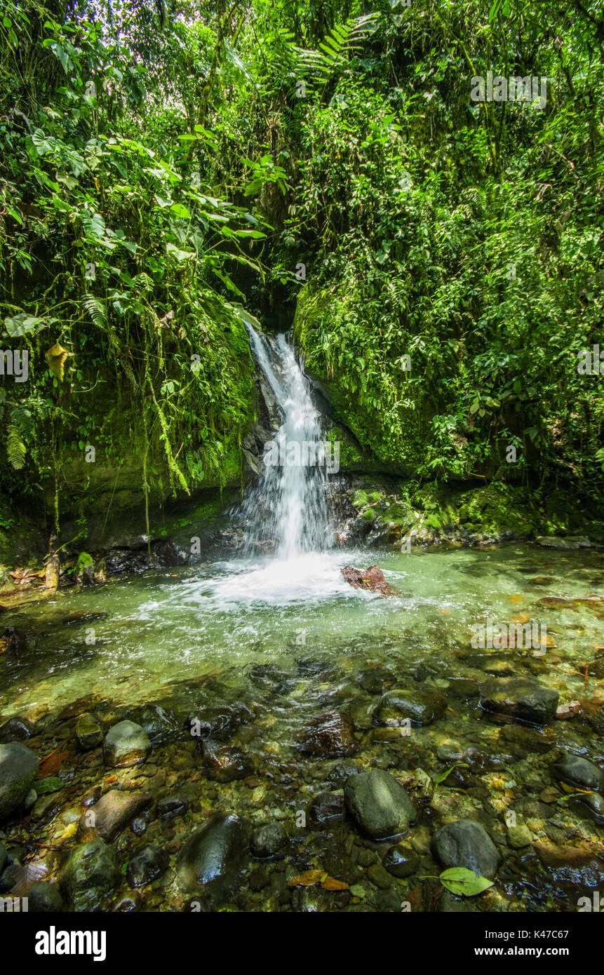 Beautiful small waterfall in green forest with stones in river at Mindo ...