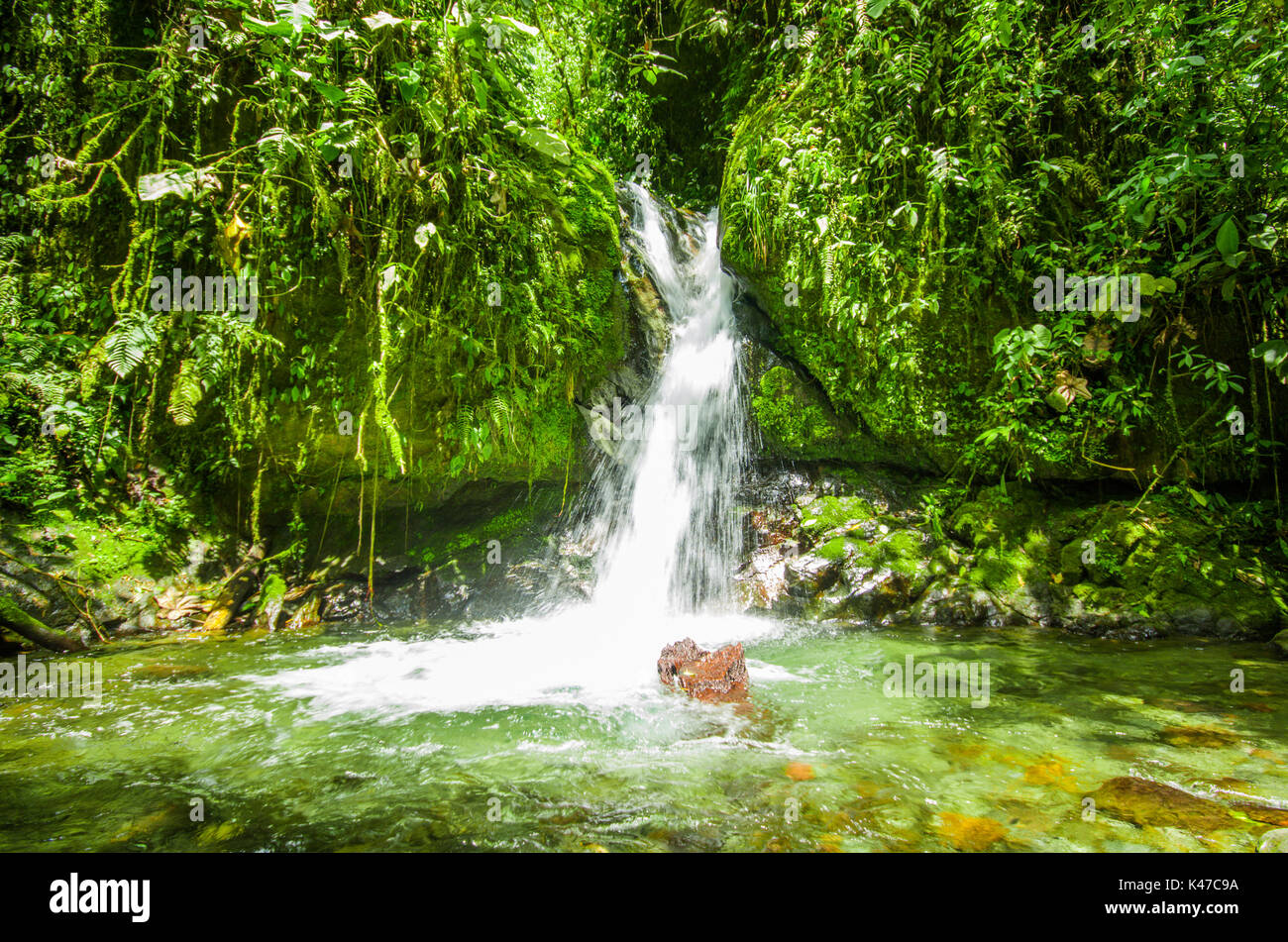 Beautiful small waterfall in green forest with stones in river at Mindo ...