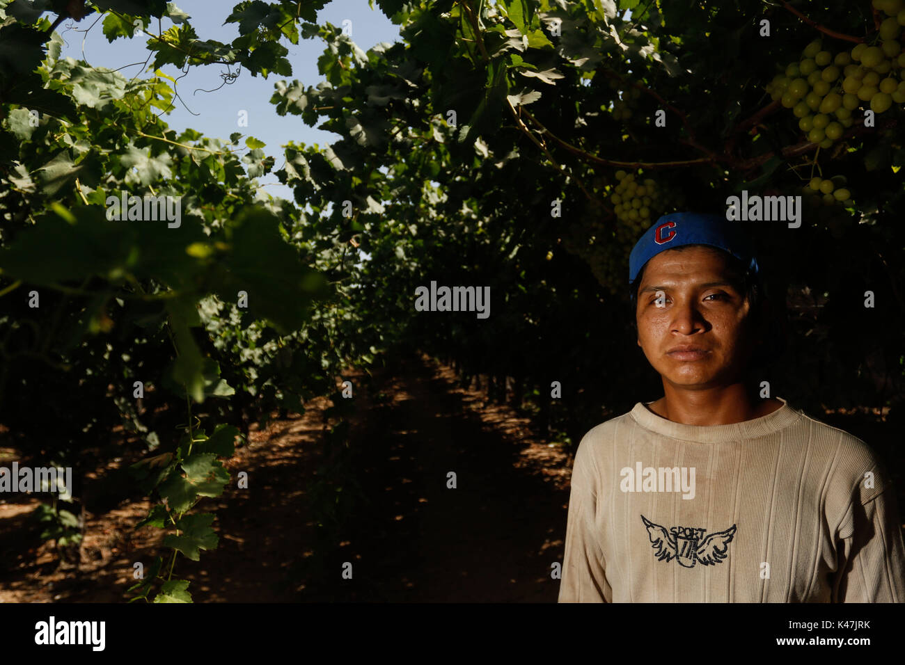 Mexican farm workers vineyards hi-res stock photography and images - Alamy
