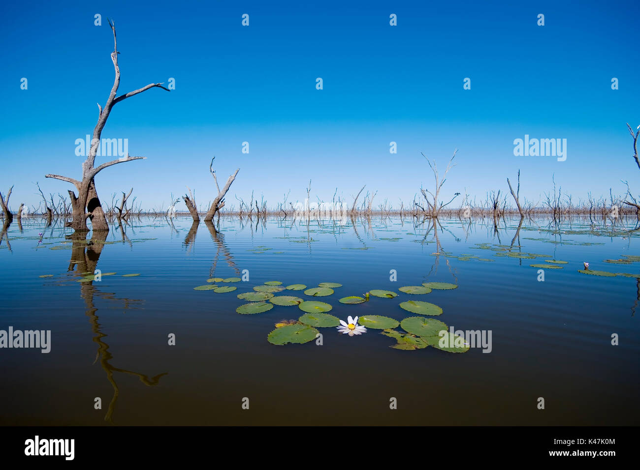 Nuga nuga hi-res stock photography and images - Alamy