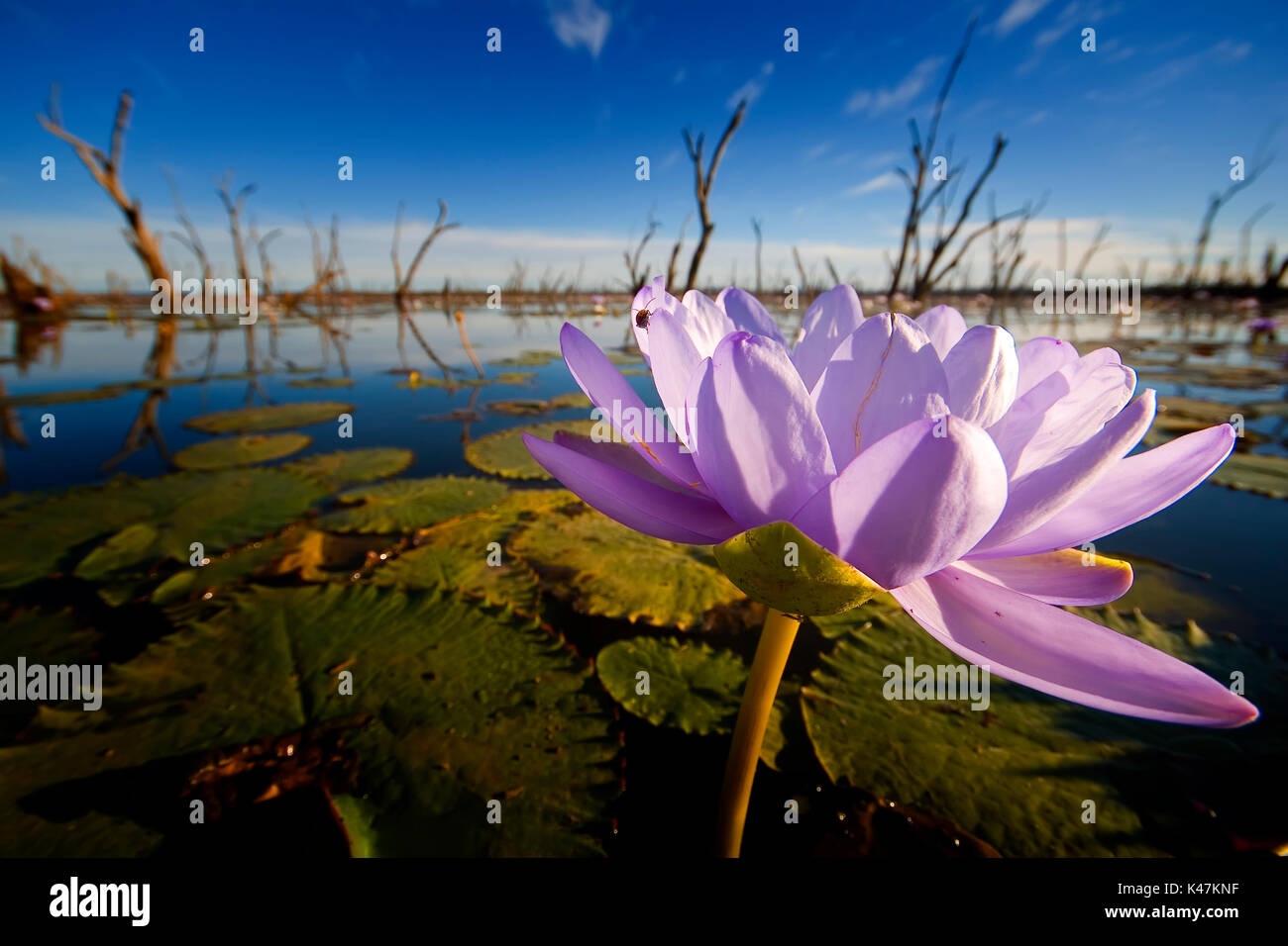 Nuga nuga hi-res stock photography and images - Alamy