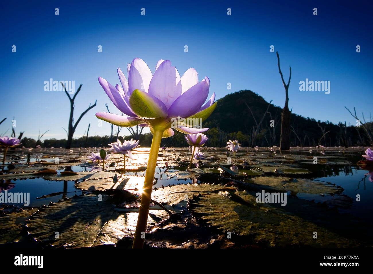 Nuga nuga hi-res stock photography and images - Alamy