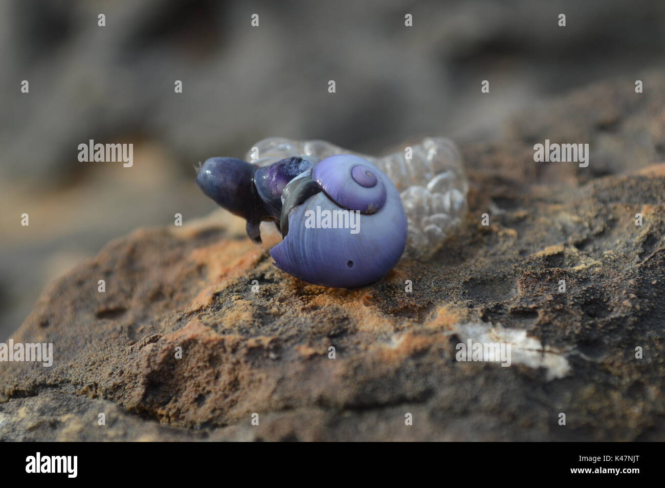Alive seashell hi-res stock photography and images - Alamy