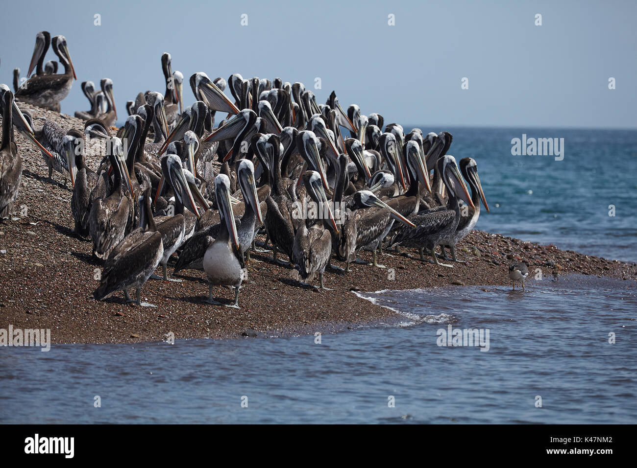 Peruvian pelicans (Pelecanus thagus), Paracas Peninsula, Paracas ...