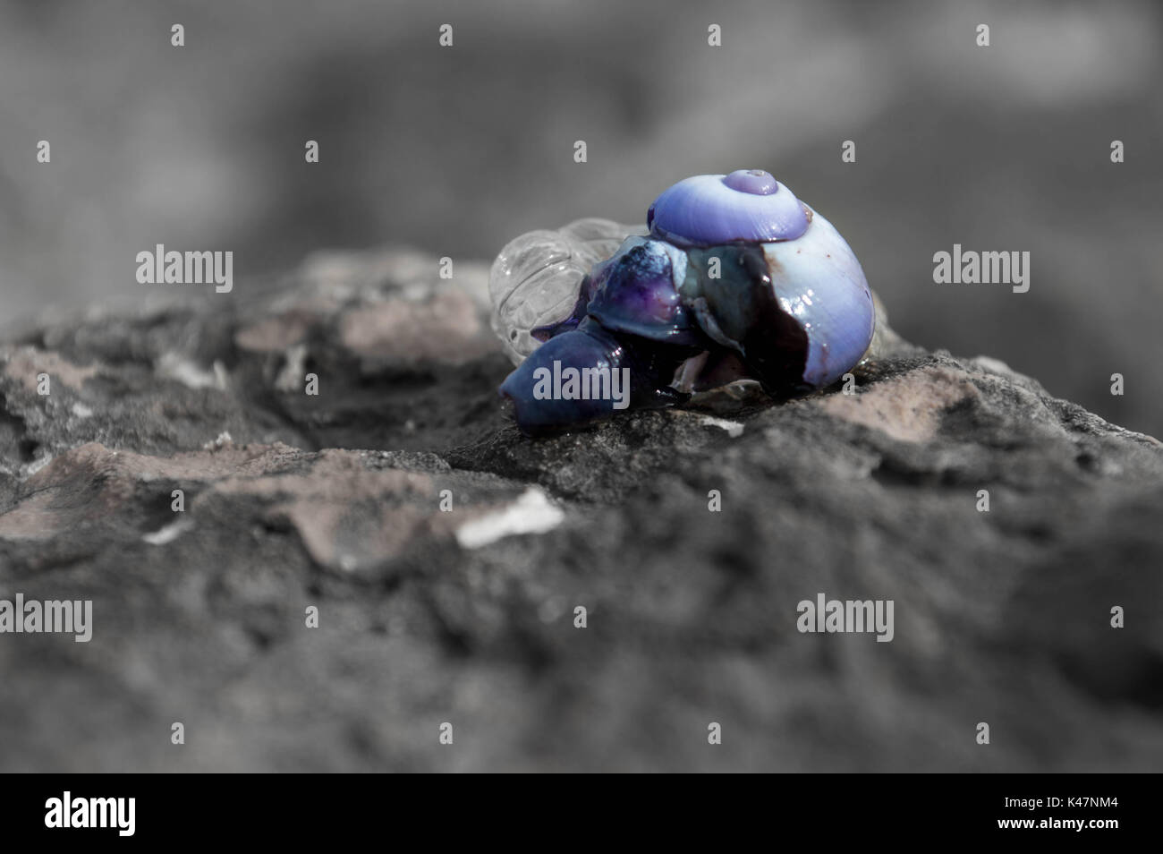 Alive seashell hi-res stock photography and images - Alamy