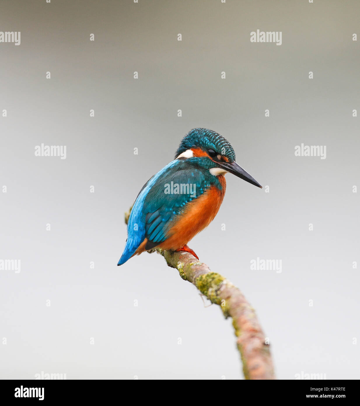 Alcedo atthis feet hi-res stock photography and images - Alamy