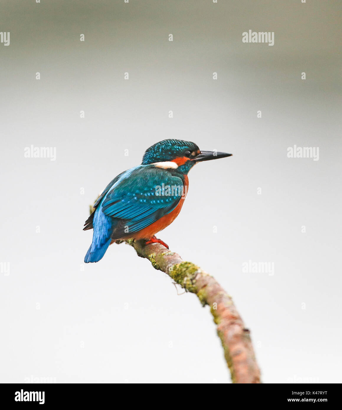 Kingfisher ( Alcedo atthis Stock Photo - Alamy