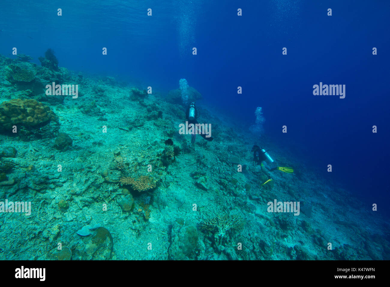 Scuba diving over coral reef at Maratua Island, Kalimantan Stock Photo ...